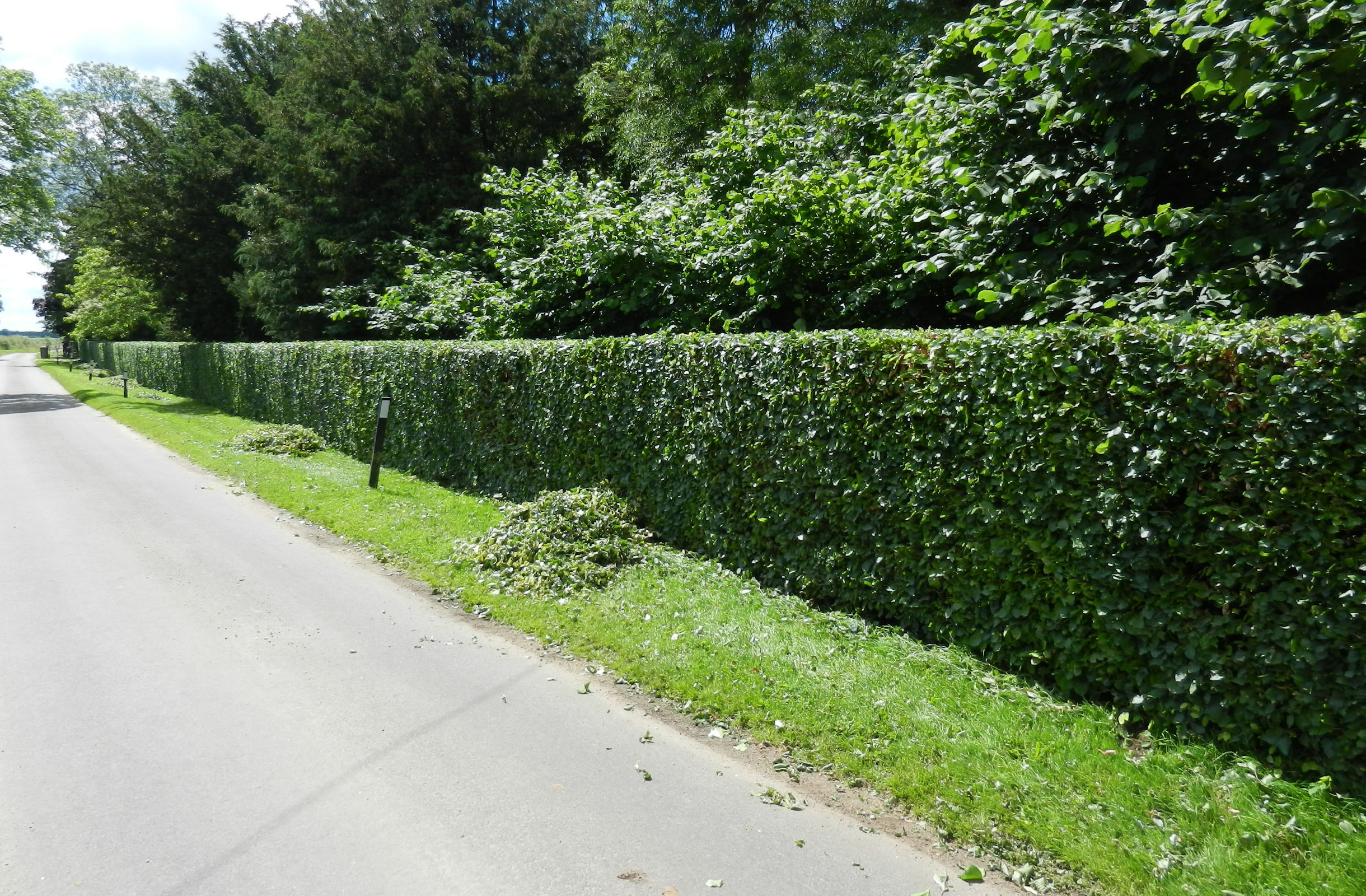 Hedge Cutting | MN Horticulture