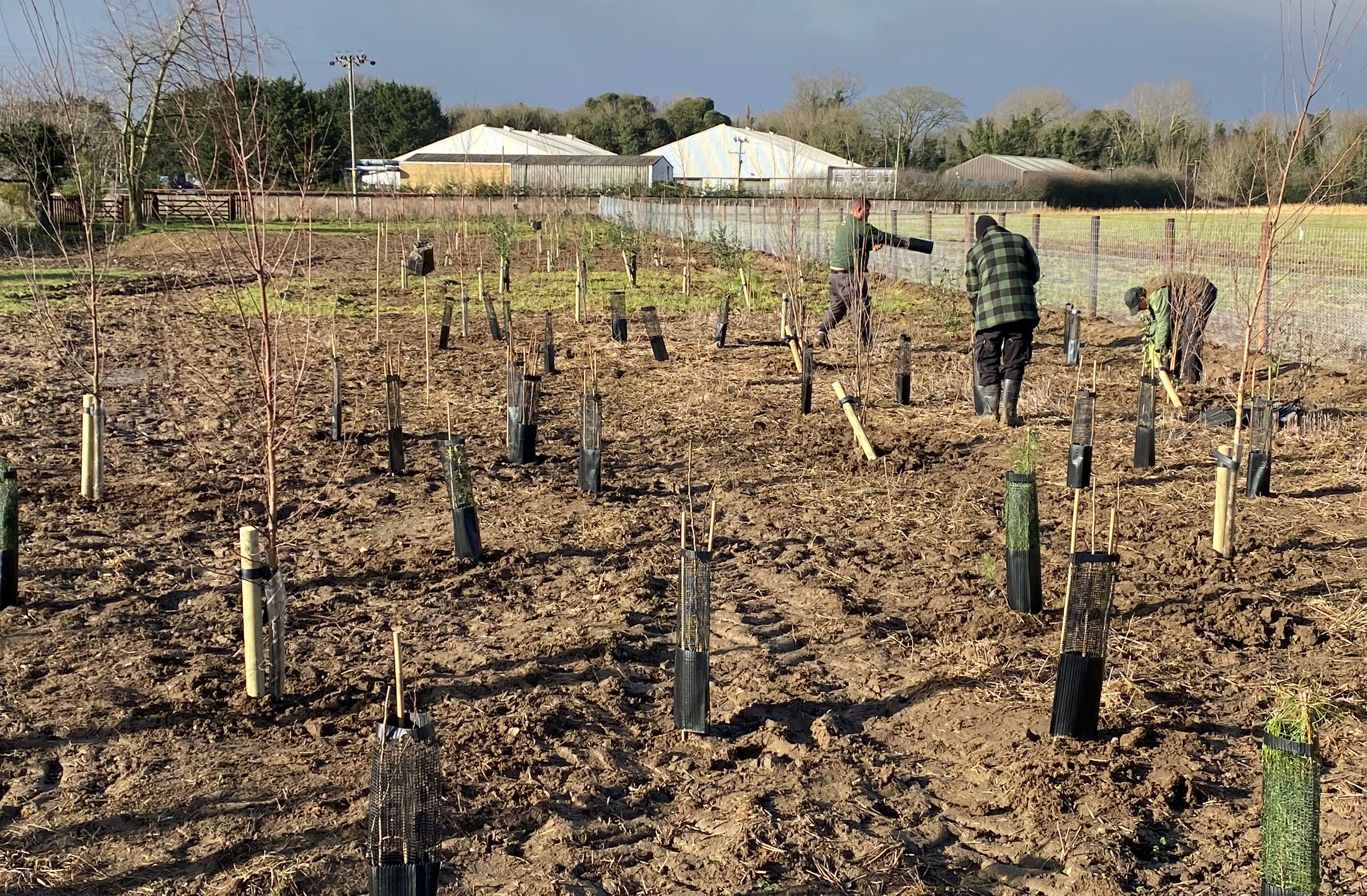 Woodland Planting | M&N Horticulture